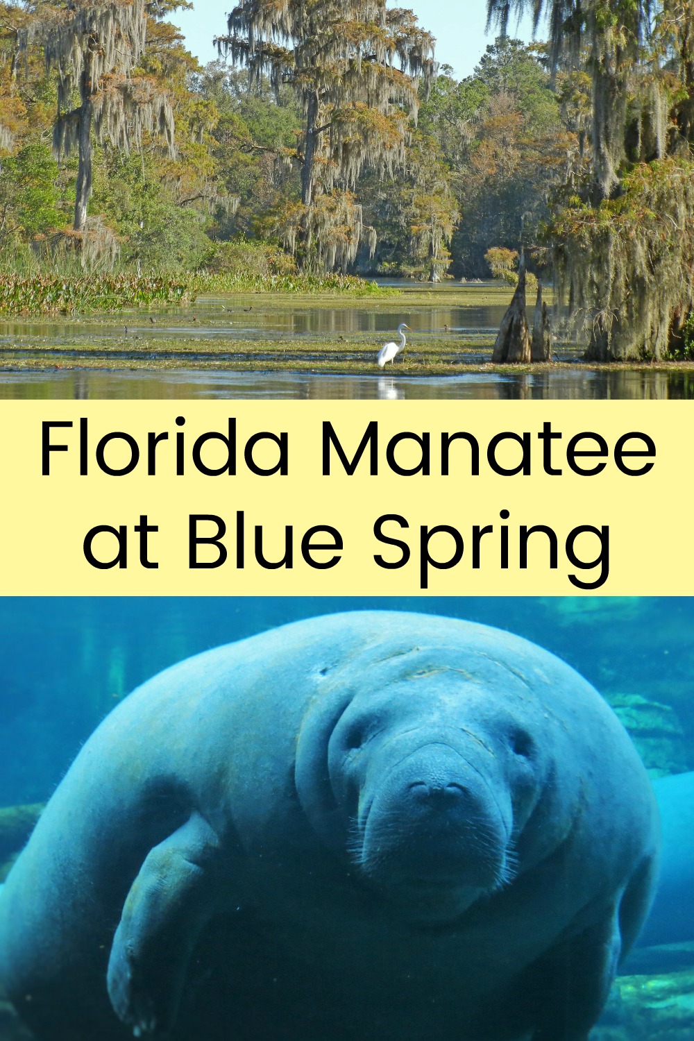Florida Manatee of Blue Spring - The Giles Frontier