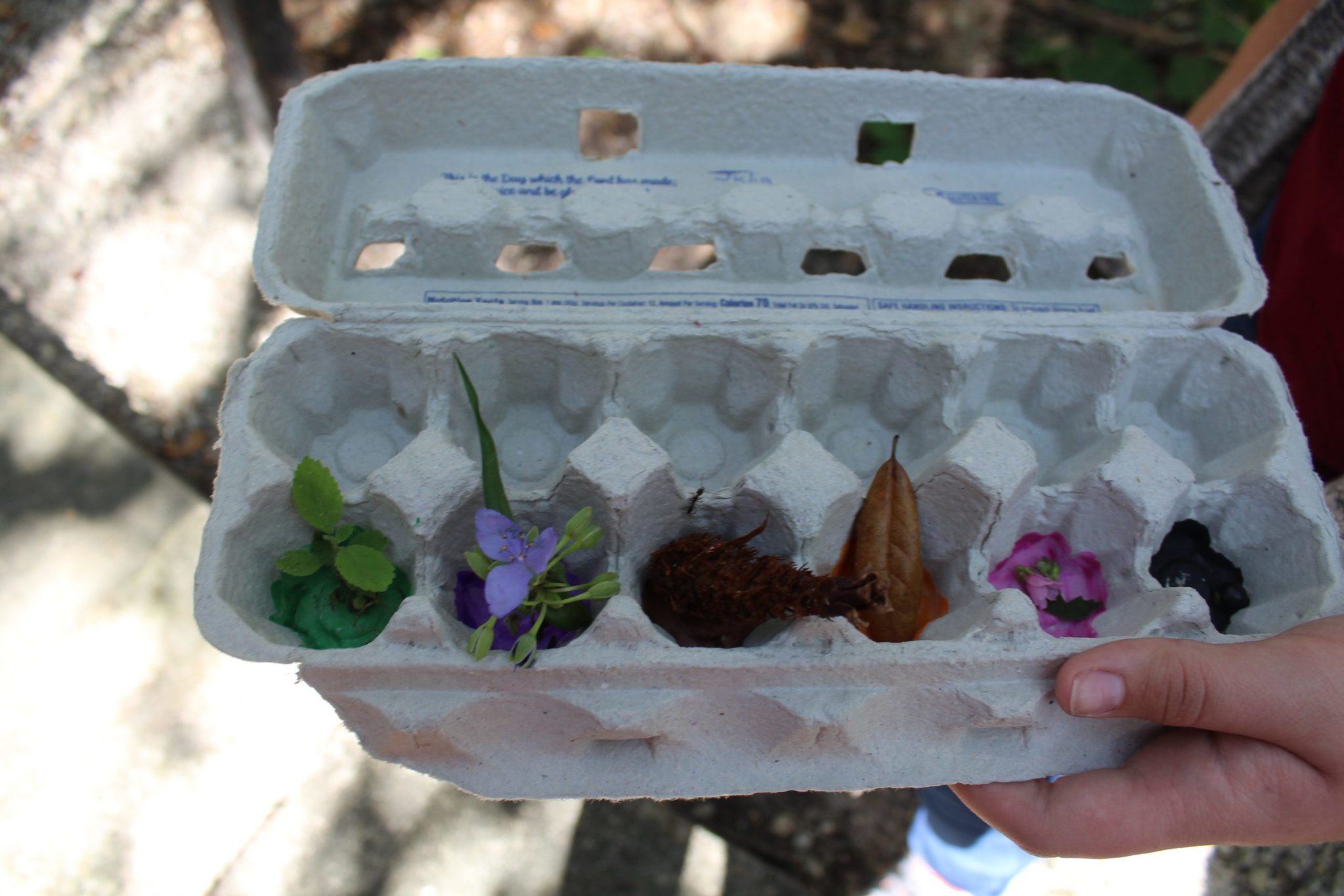 Nature Study Made Easy with an Egg Carton - The Giles Frontier